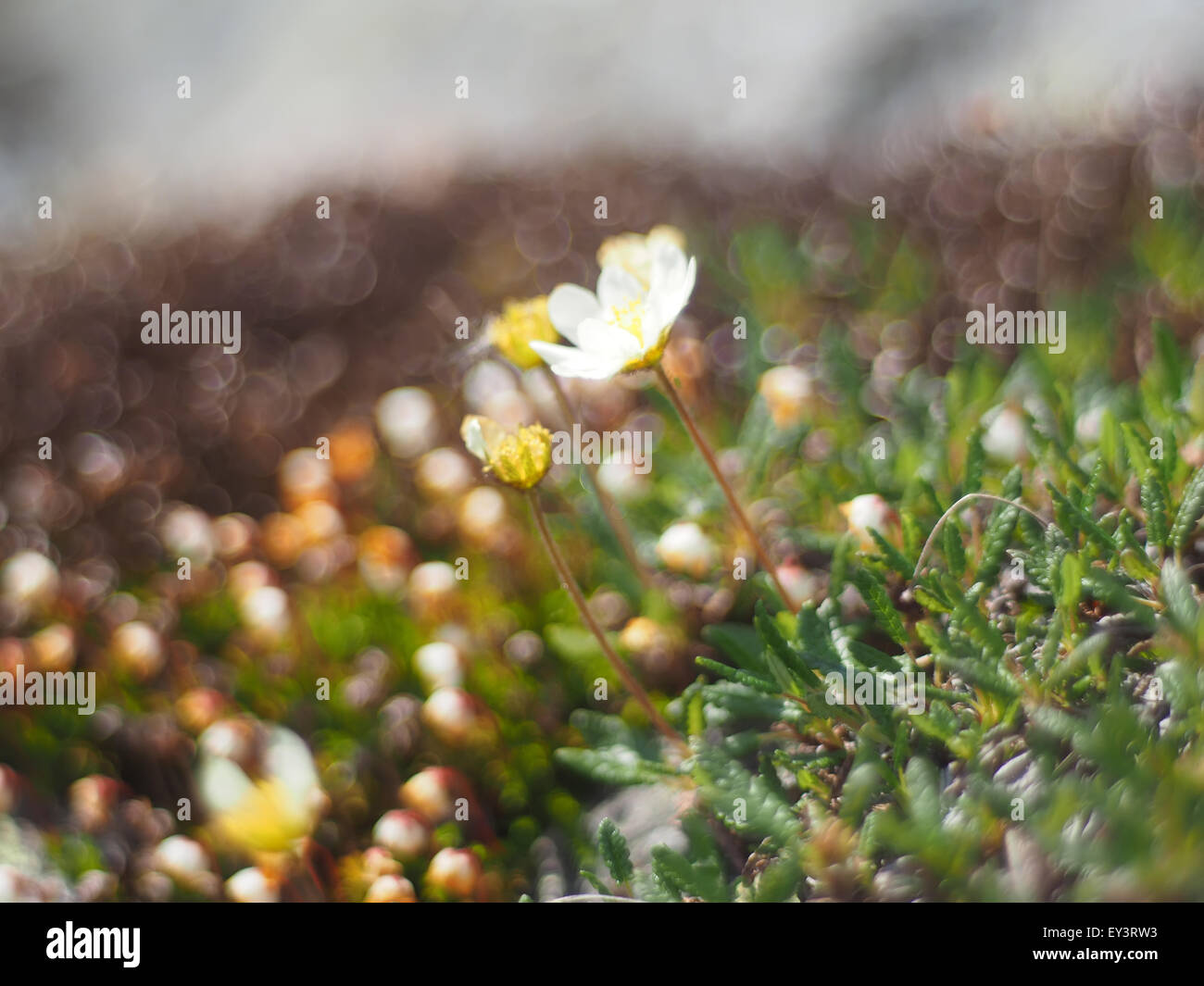White dryads hi-res stock photography and images - Alamy
