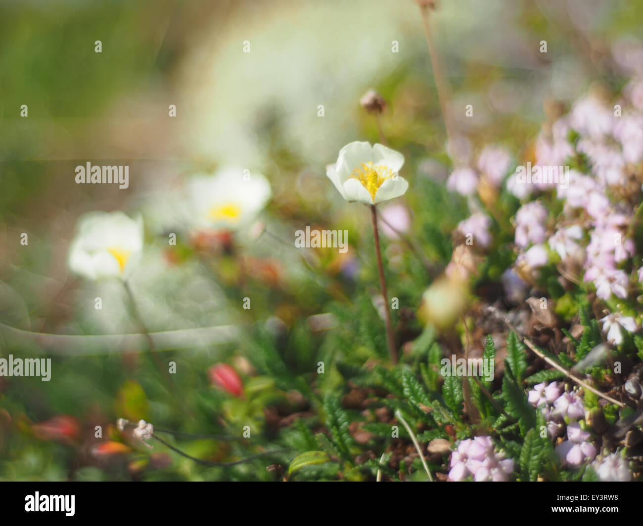 Plato putorana hi-res stock photography and images - Alamy