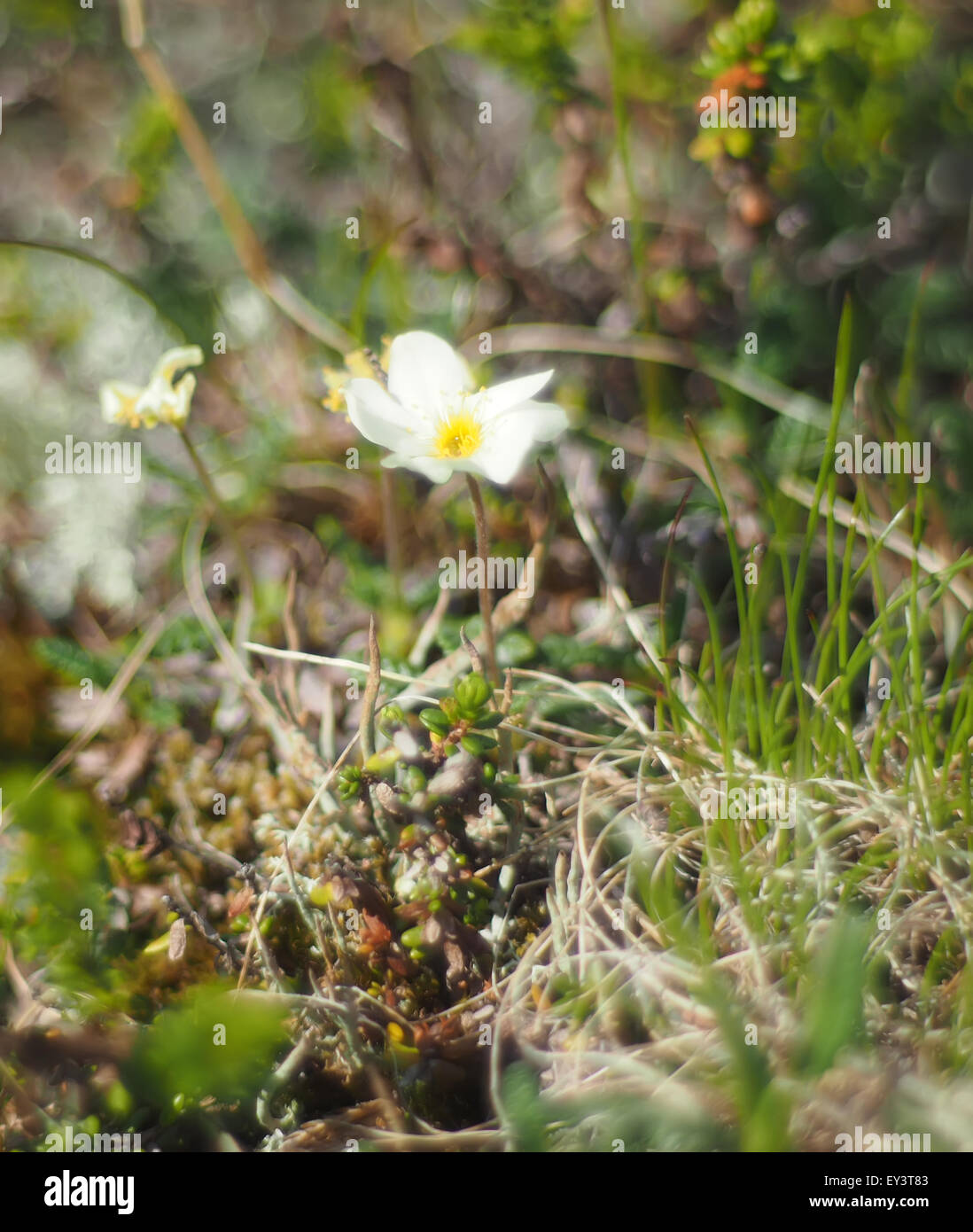 White Dryads High Resolution Stock Photography and Images - Alamy