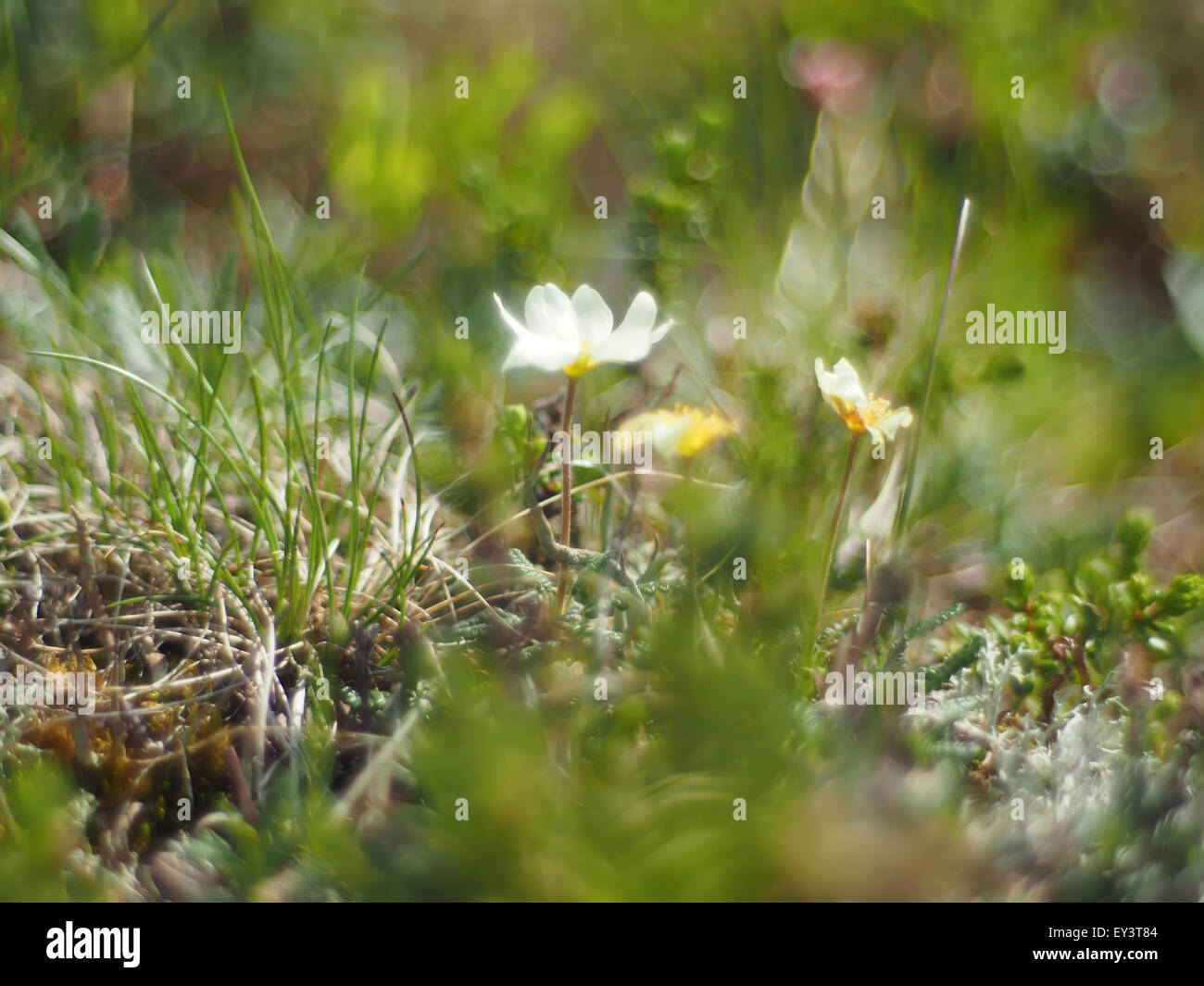 White dryads hi-res stock photography and images - Alamy