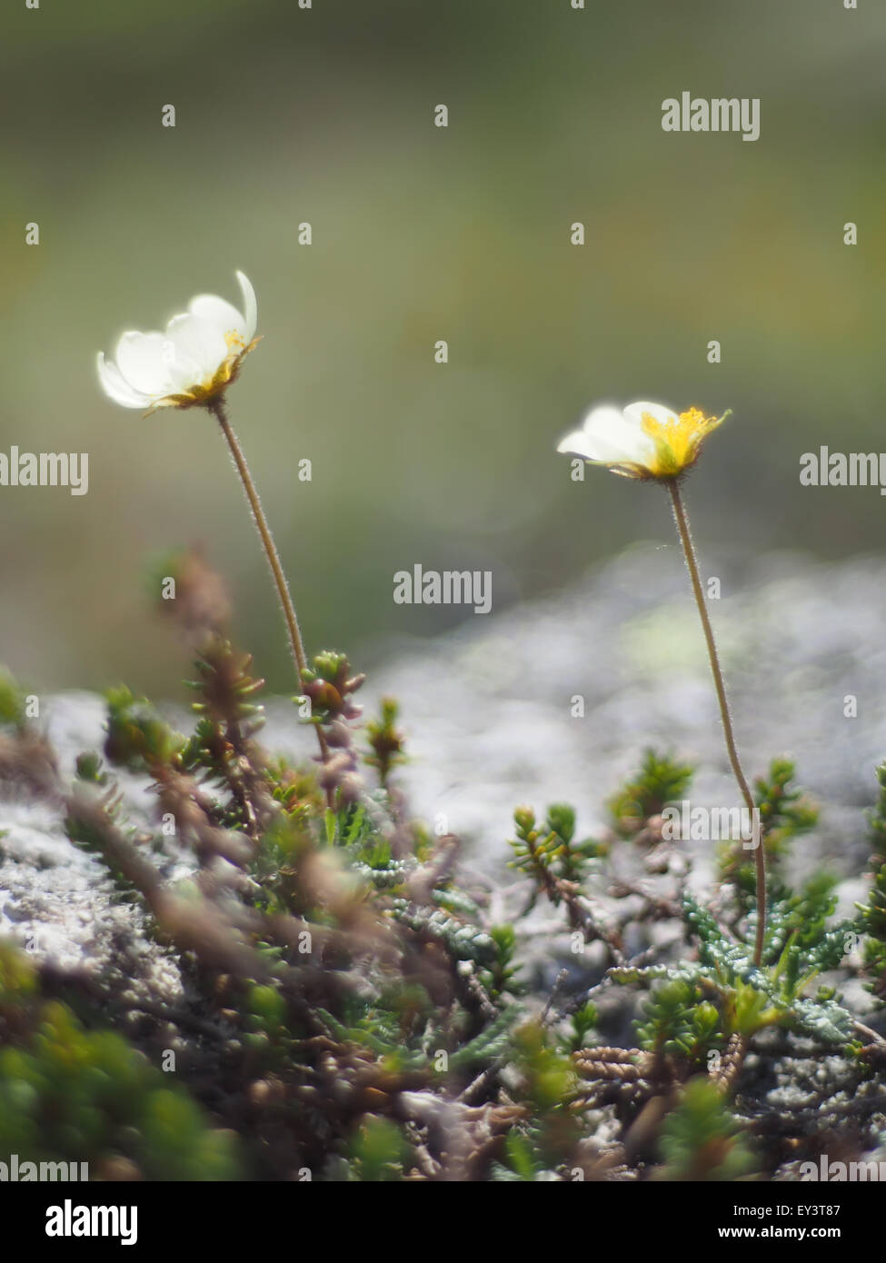White dryads hi-res stock photography and images - Alamy