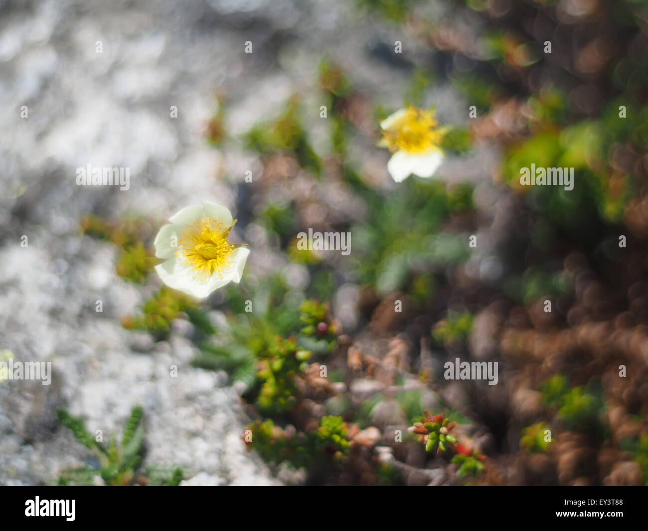 White Dryads High Resolution Stock Photography and Images - Alamy
