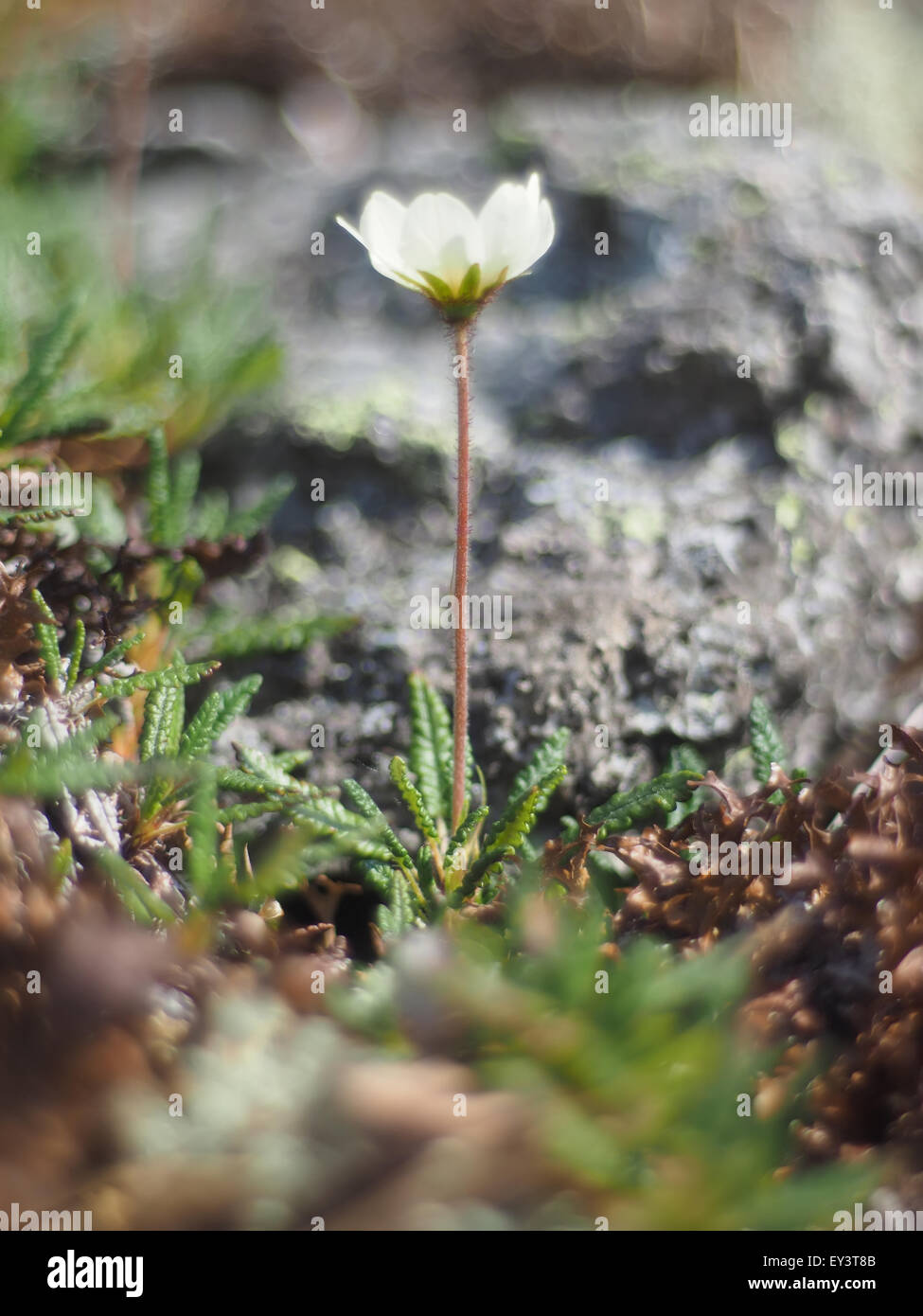 White dryads hi-res stock photography and images - Alamy