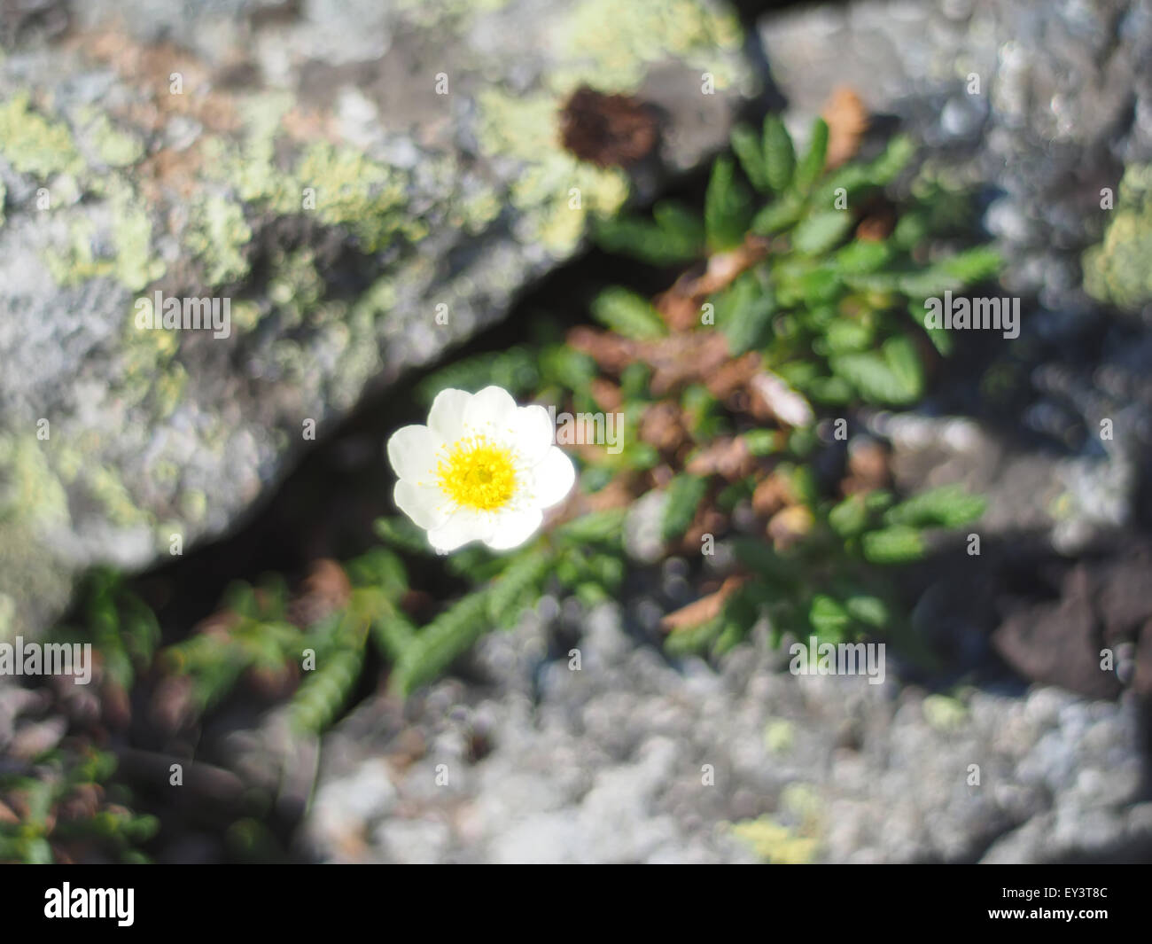 White dryads hi-res stock photography and images - Alamy