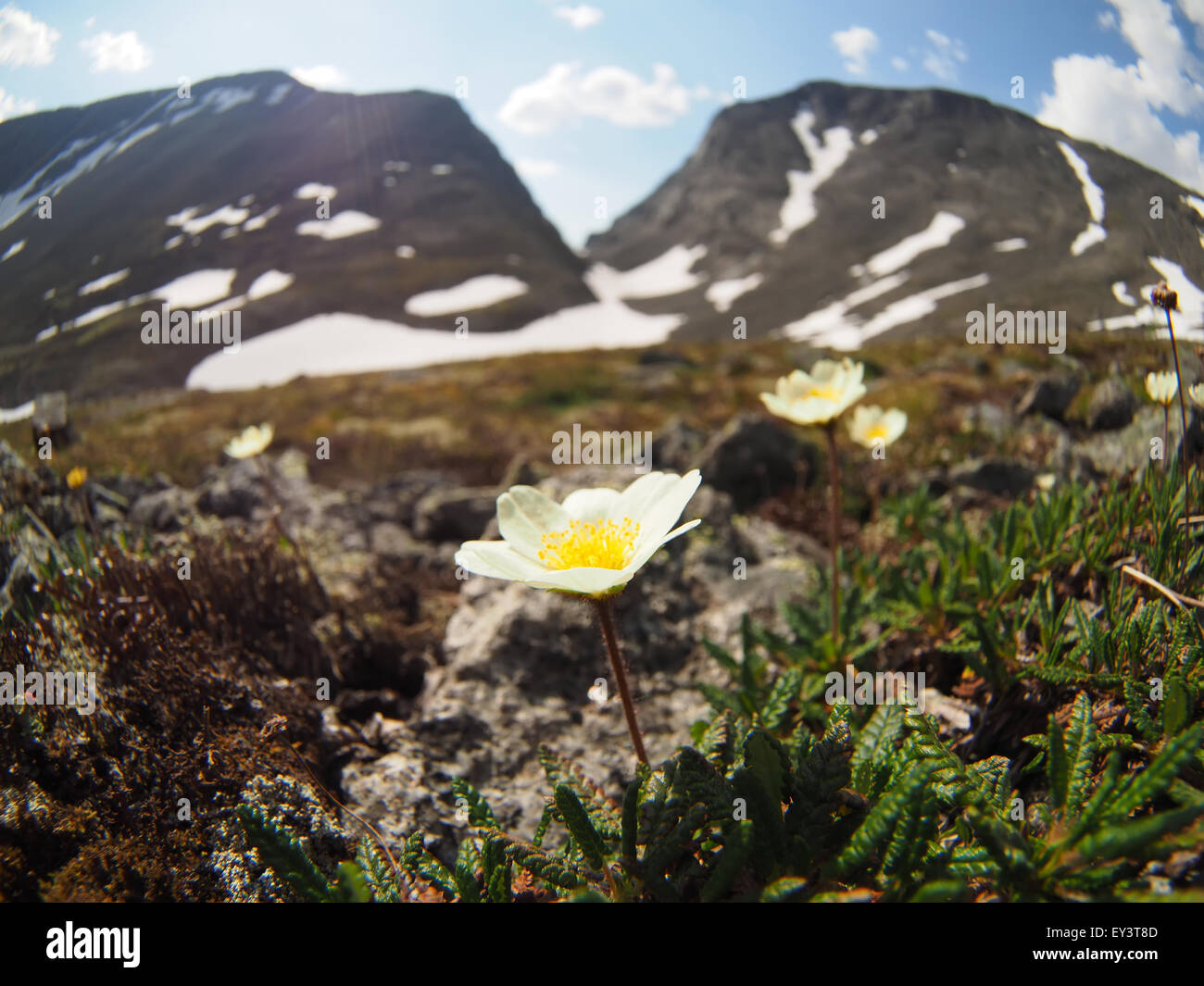 White dryads hi-res stock photography and images - Alamy