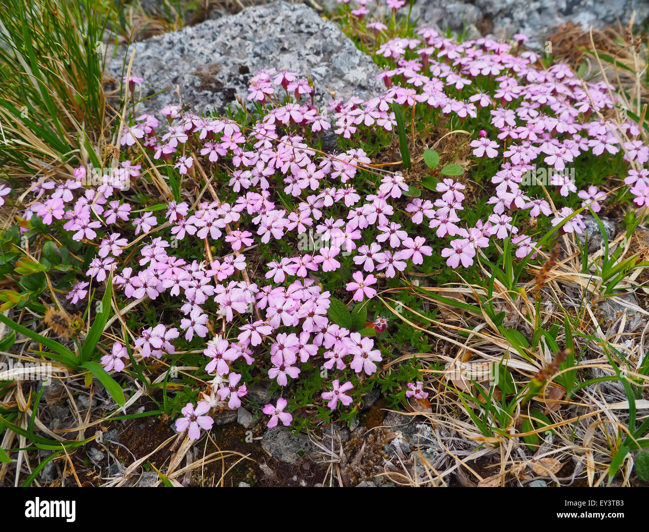 Creeping Saxifrage High Resolution Stock Photography and Images - Alamy