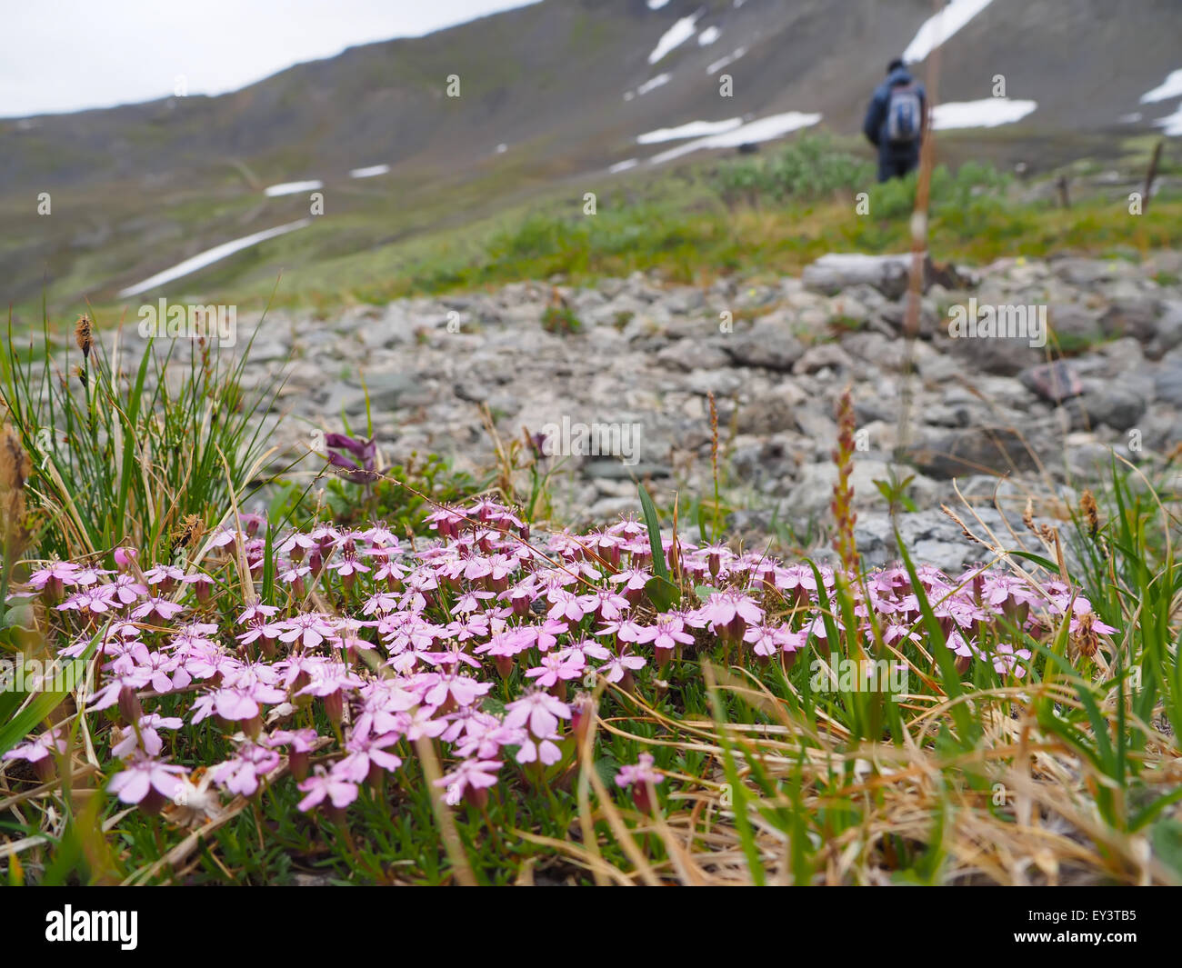 Creeping saxifrage hi-res stock photography and images - Alamy