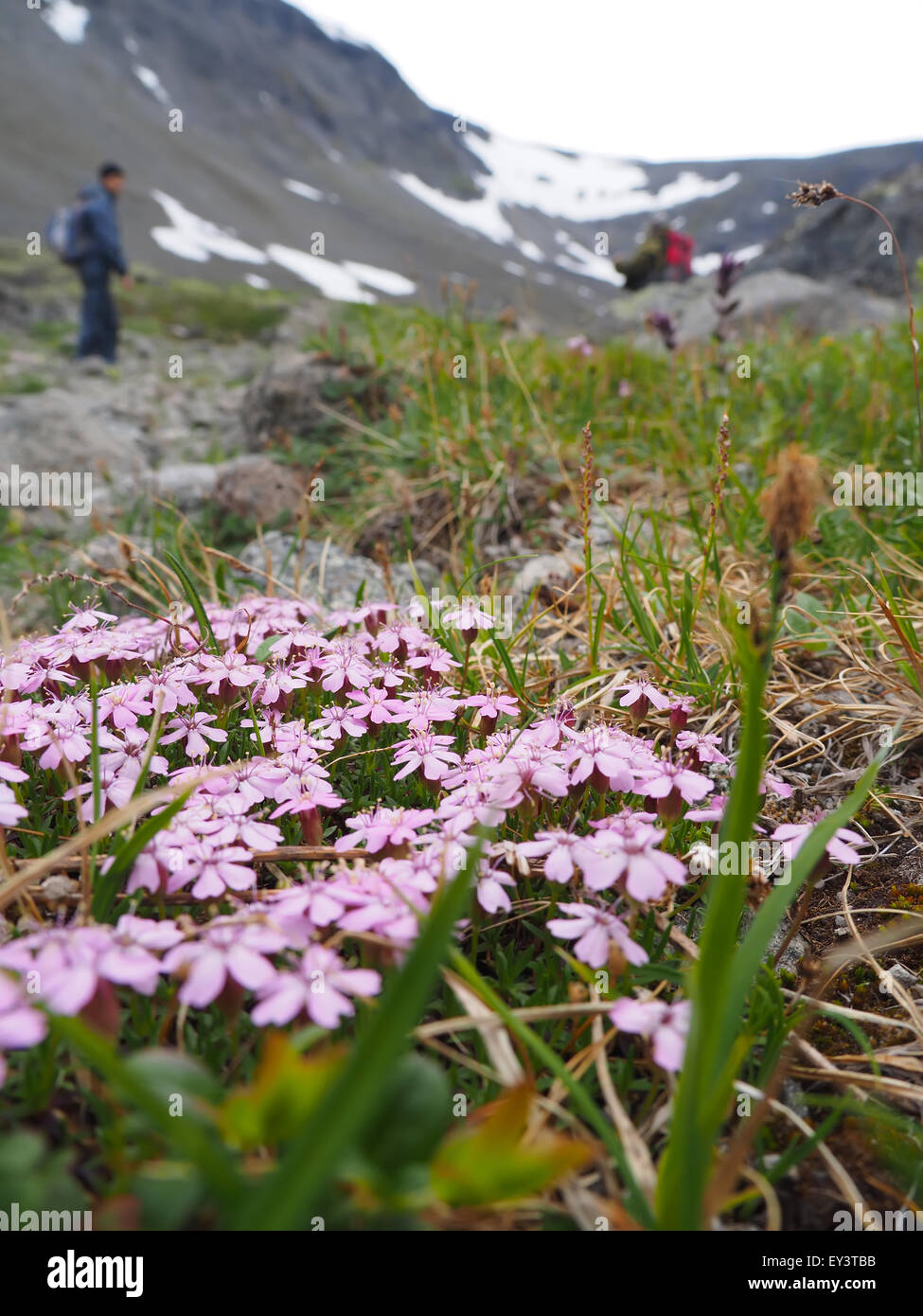 Creeping saxifrage hi-res stock photography and images - Alamy