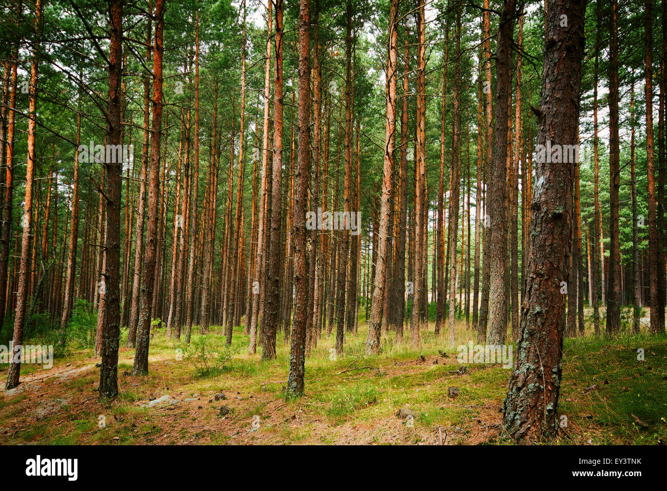 Summer pine forest in the late afternoon Stock Photo - Alamy