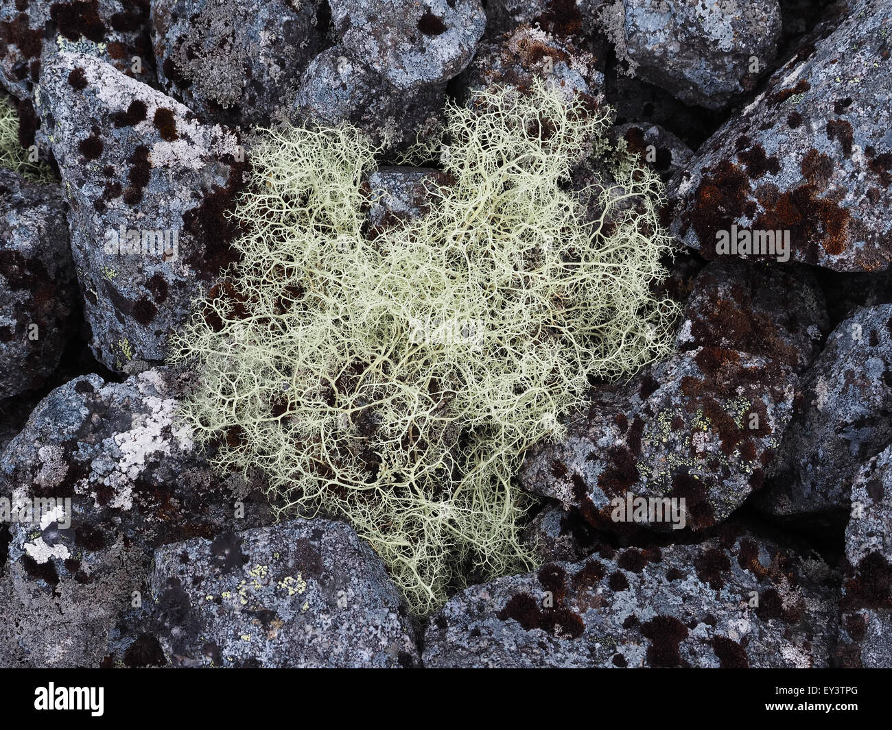 lichen on the rocks Stock Photo - Alamy