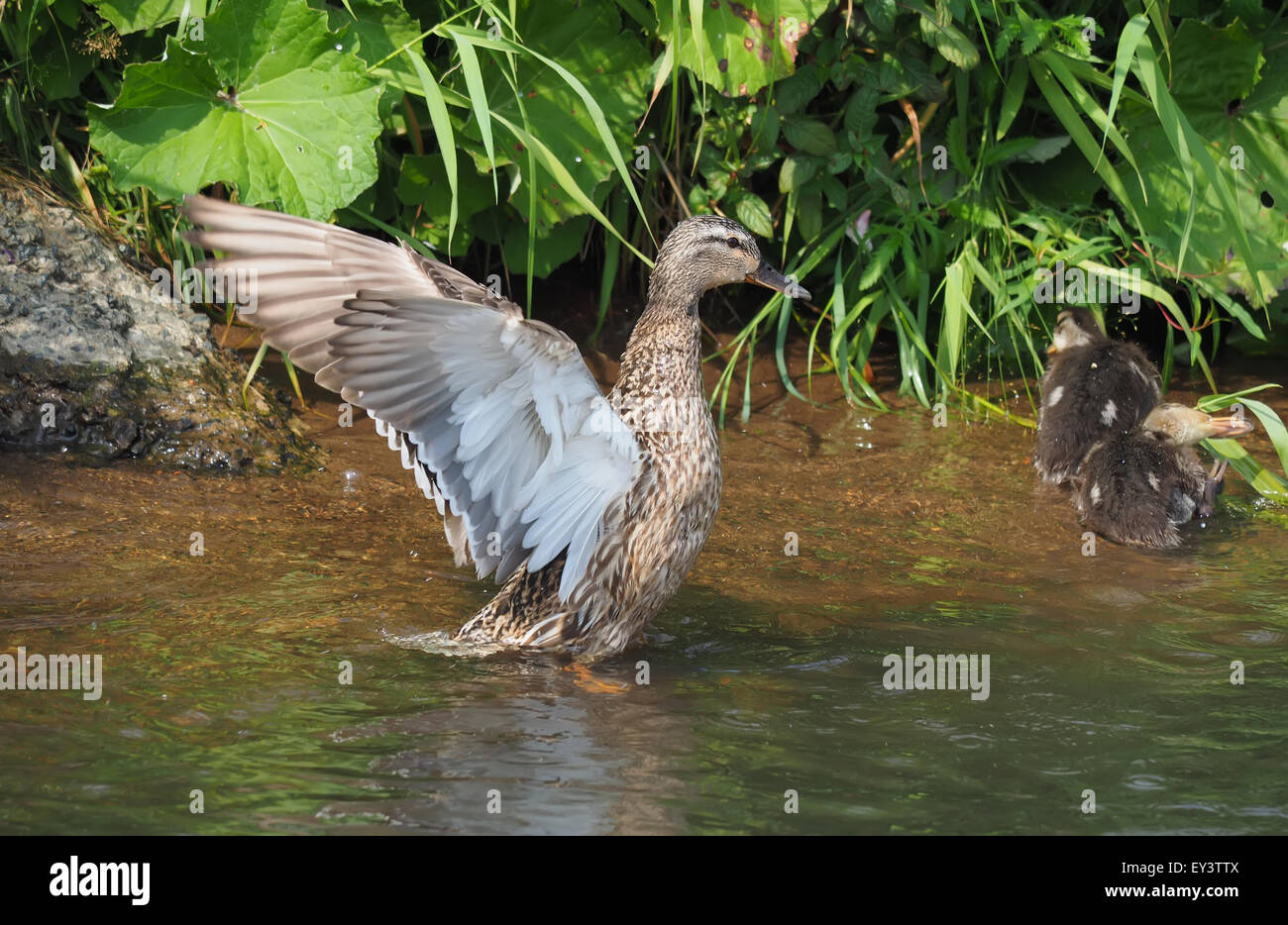 White mother duck and brown ducklings hi-res stock photography and ...