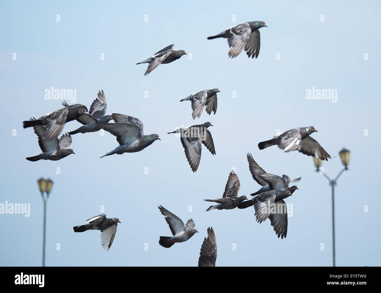 flock of pigeons in flight Stock Photo - Alamy