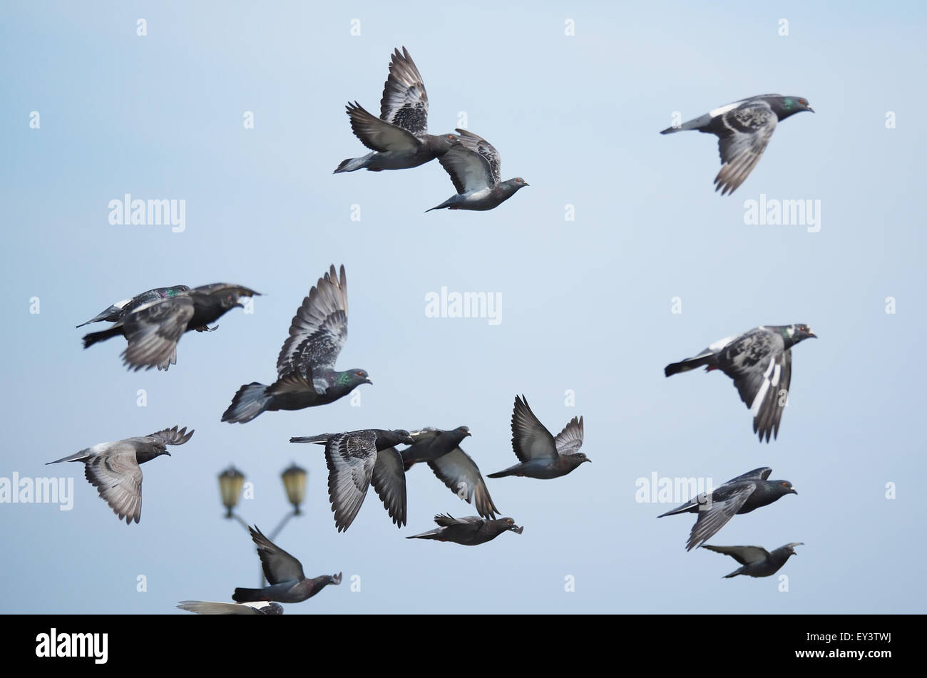 flock of pigeons in flight Stock Photo - Alamy