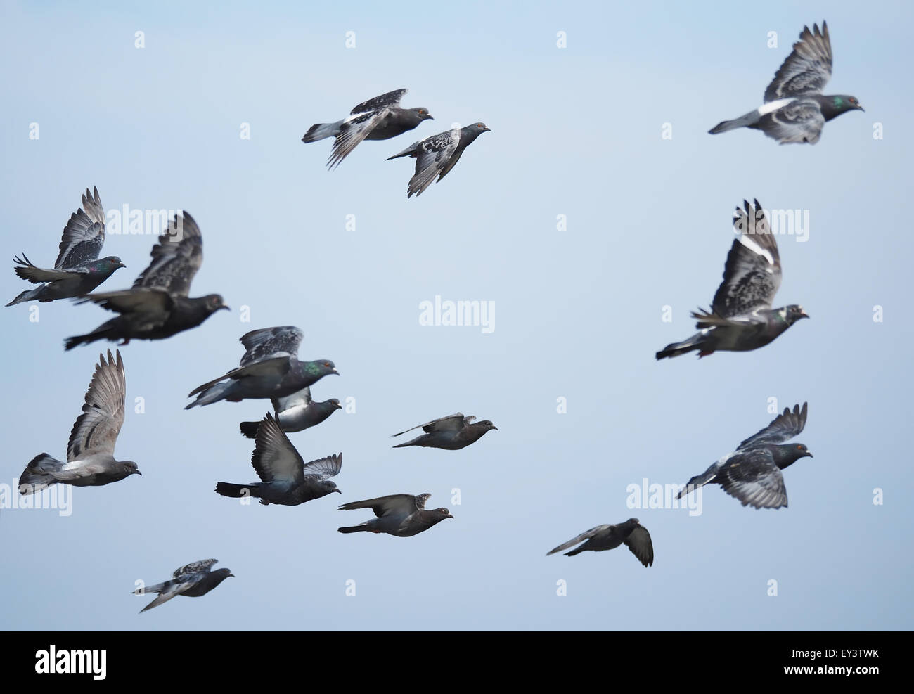 flock of pigeons in flight Stock Photo - Alamy