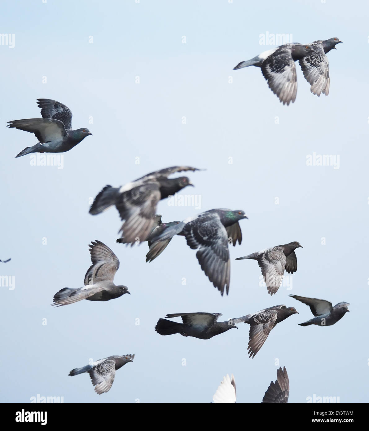 flock of pigeons in flight Stock Photo - Alamy