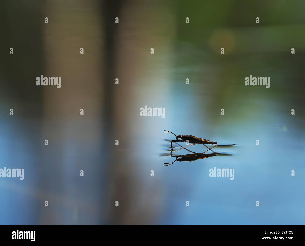 pond skater on water Stock Photo - Alamy
