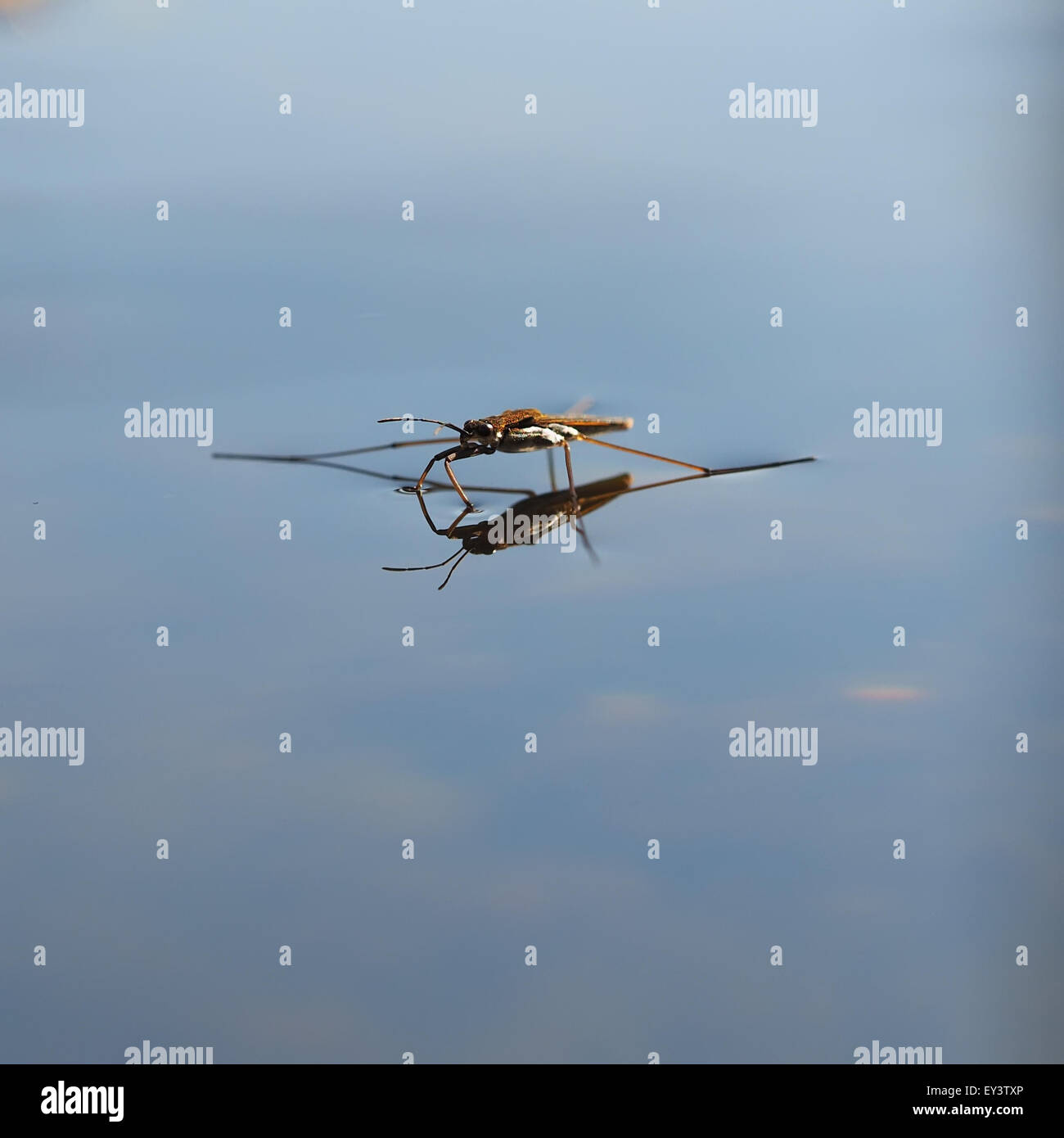 pond skater on water Stock Photo - Alamy