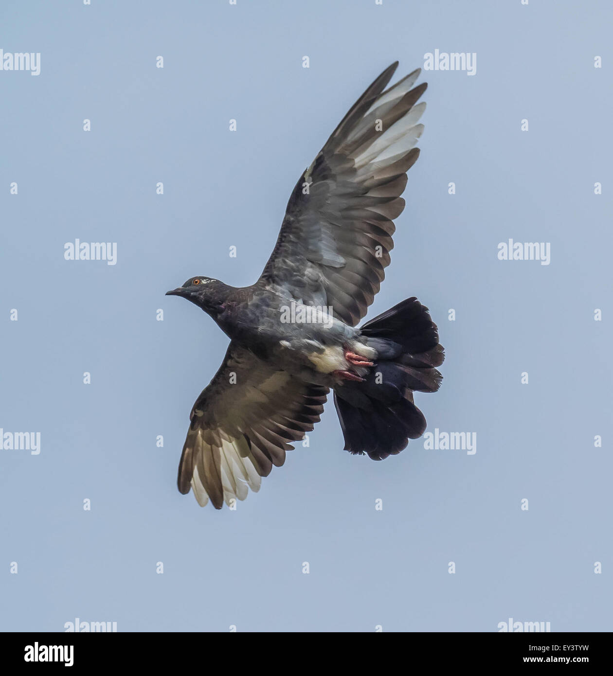 dove in flight Stock Photo - Alamy