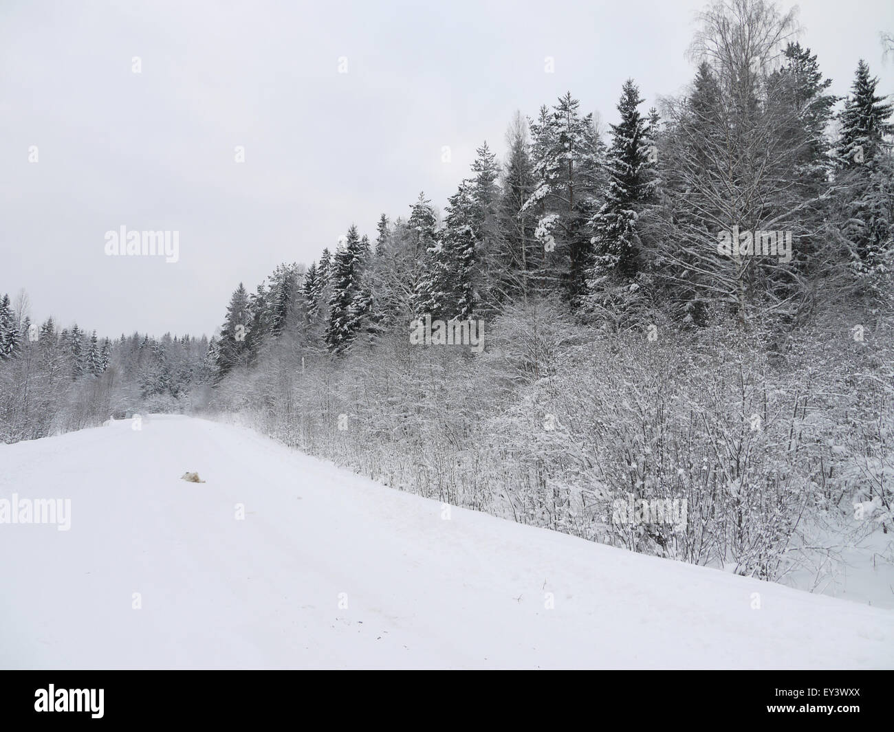Russian forest in winter Stock Photo - Alamy