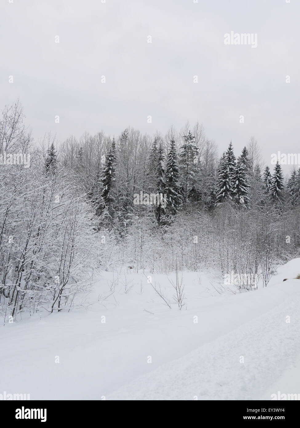 Russian forest in winter Stock Photo - Alamy