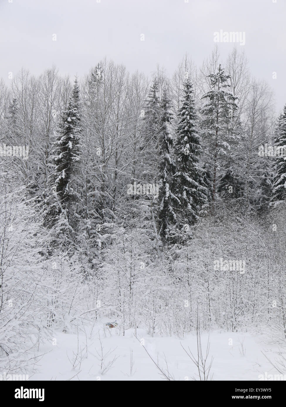 Russian forest in winter Stock Photo - Alamy