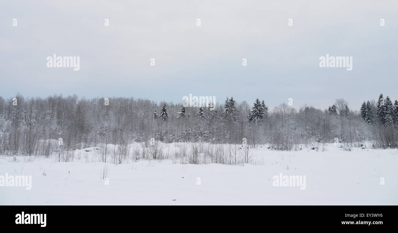 Russian forest in winter Stock Photo - Alamy