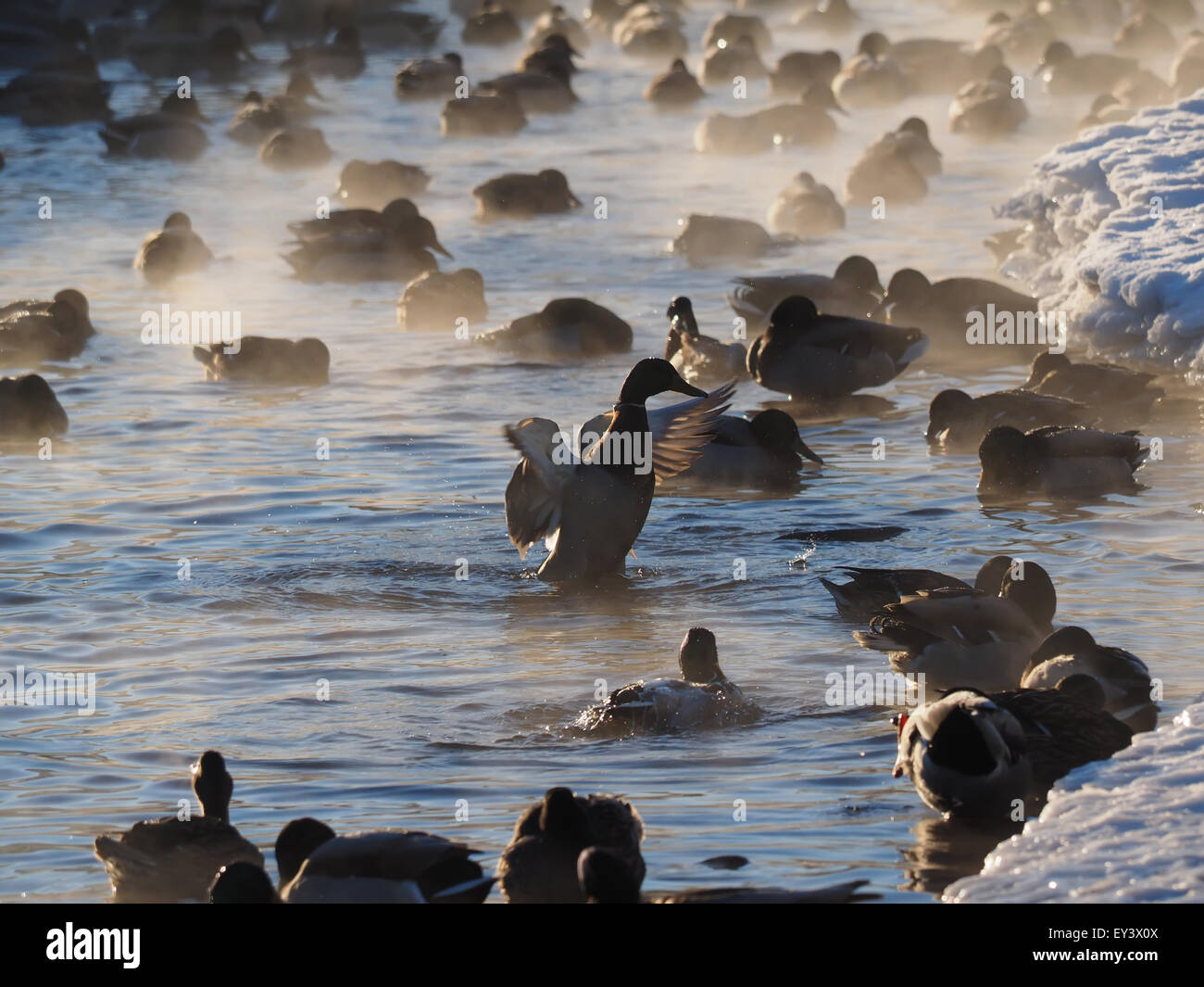 duck on the lake Stock Photo - Alamy