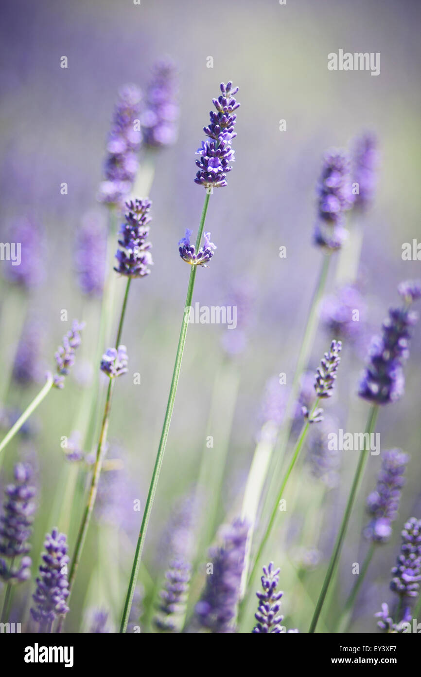 Lavender plant hi-res stock photography and images - Alamy
