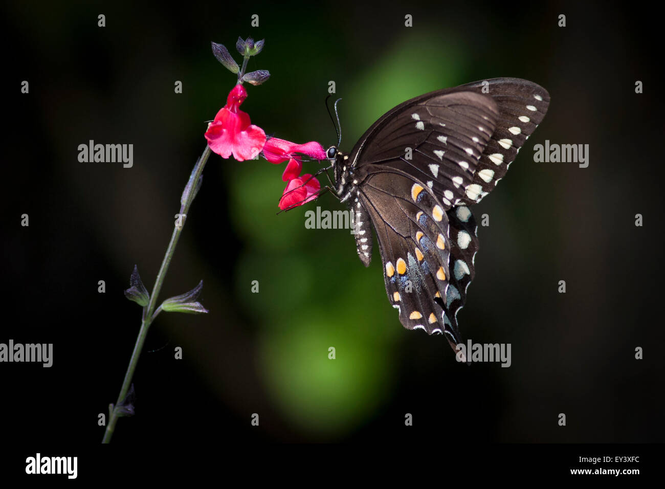 Close up of a Swallowtail butterfly sitting on a pink flower Stock ...