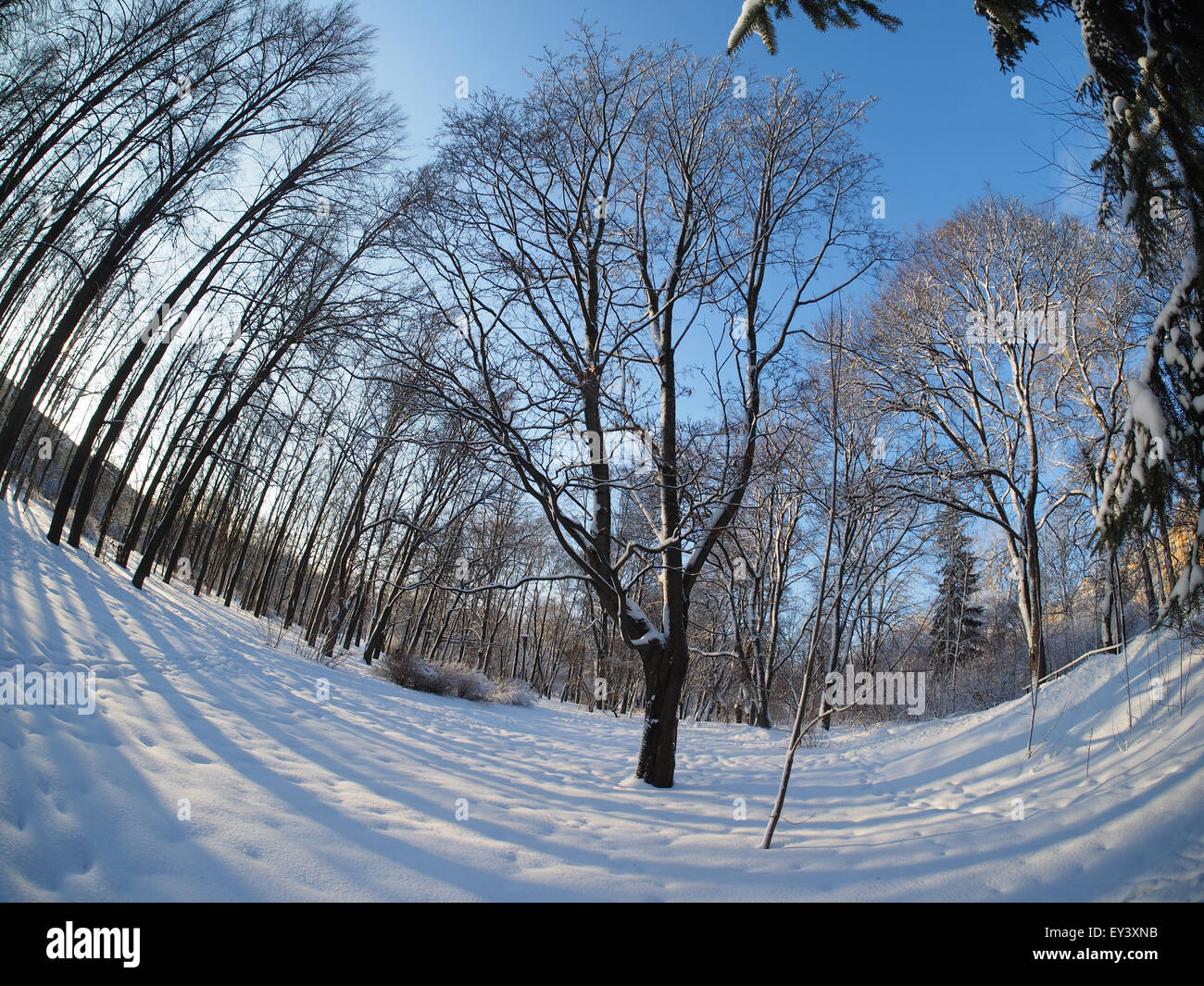 park in winter Stock Photo - Alamy