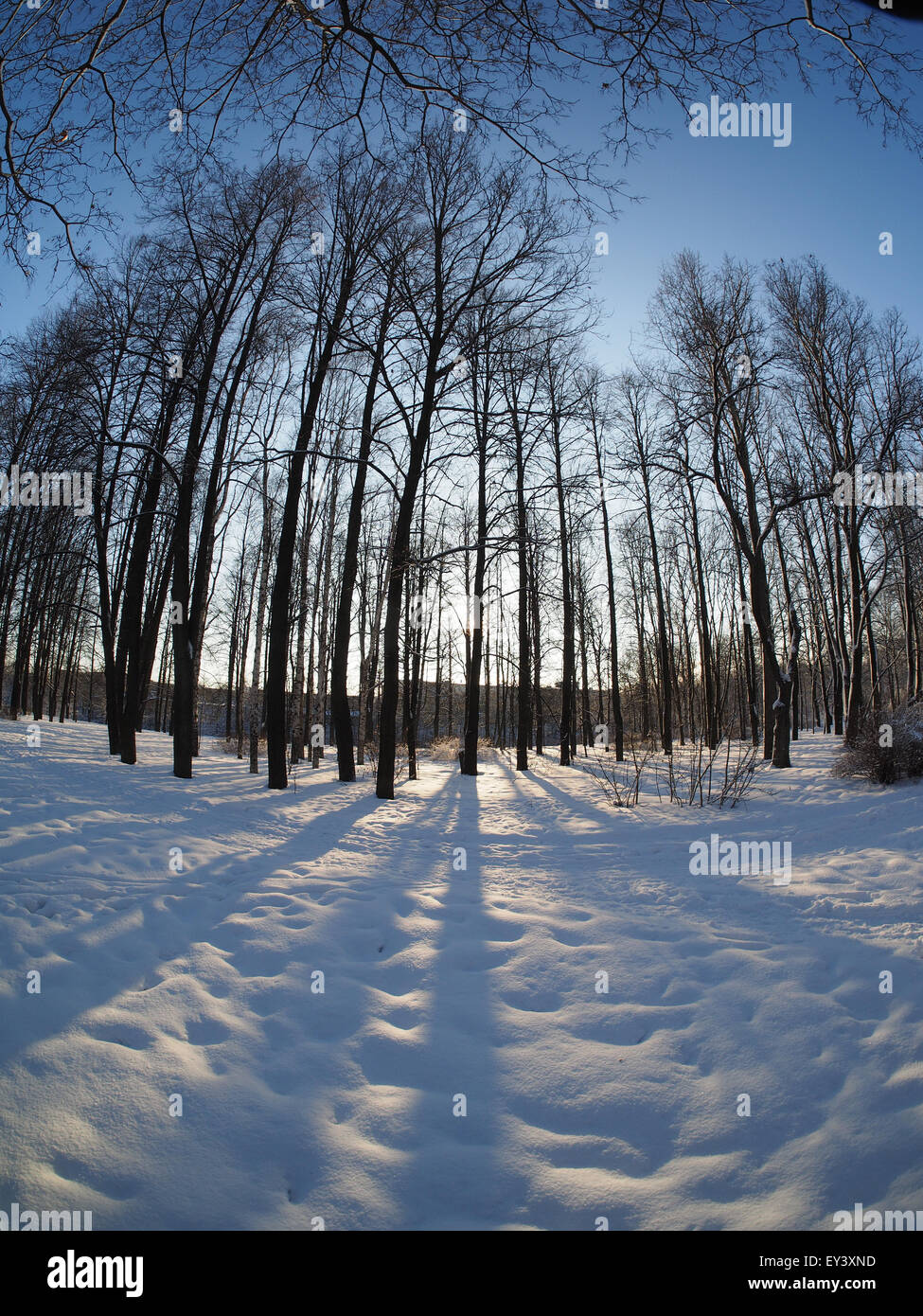 park in winter Stock Photo - Alamy