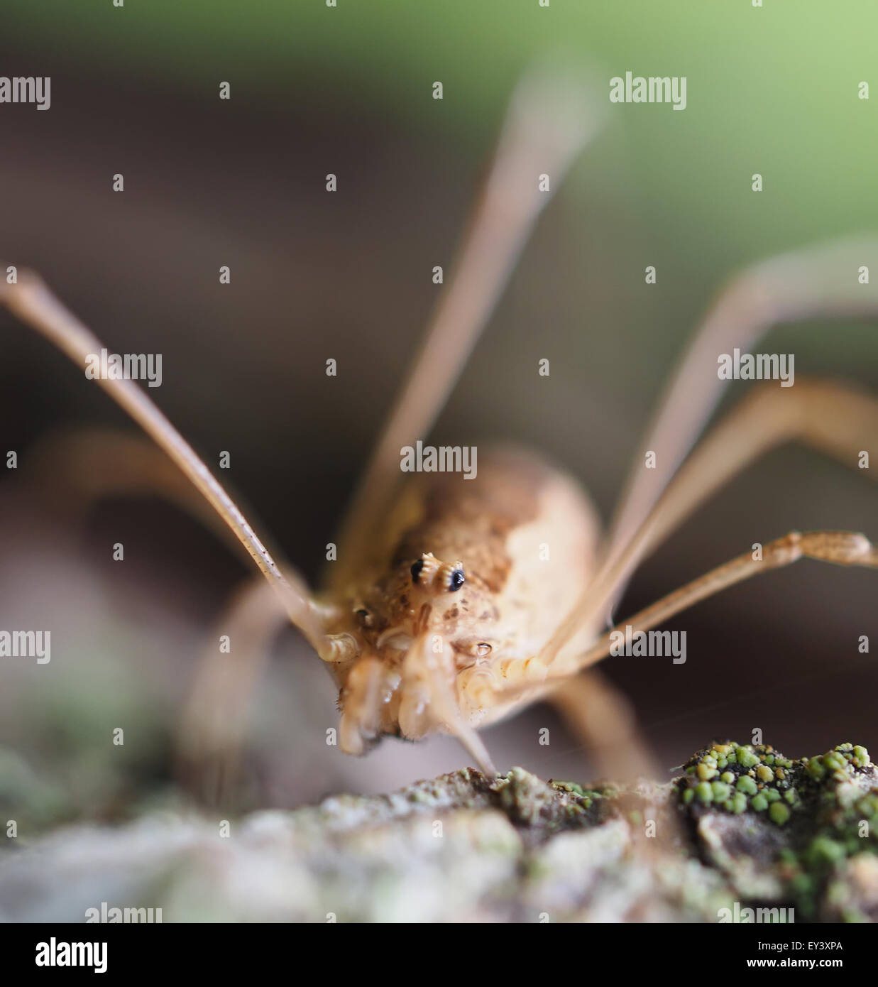 Opiliones spider hi-res stock photography and images - Alamy