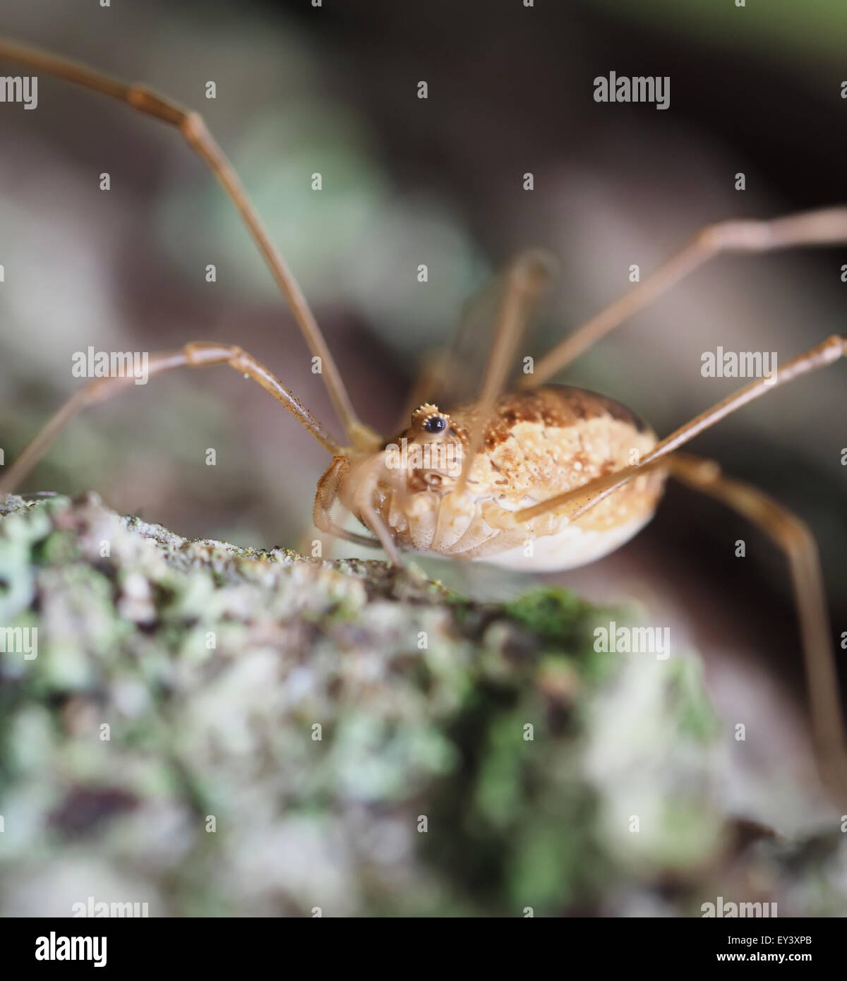 Opiliones spider hi-res stock photography and images - Alamy