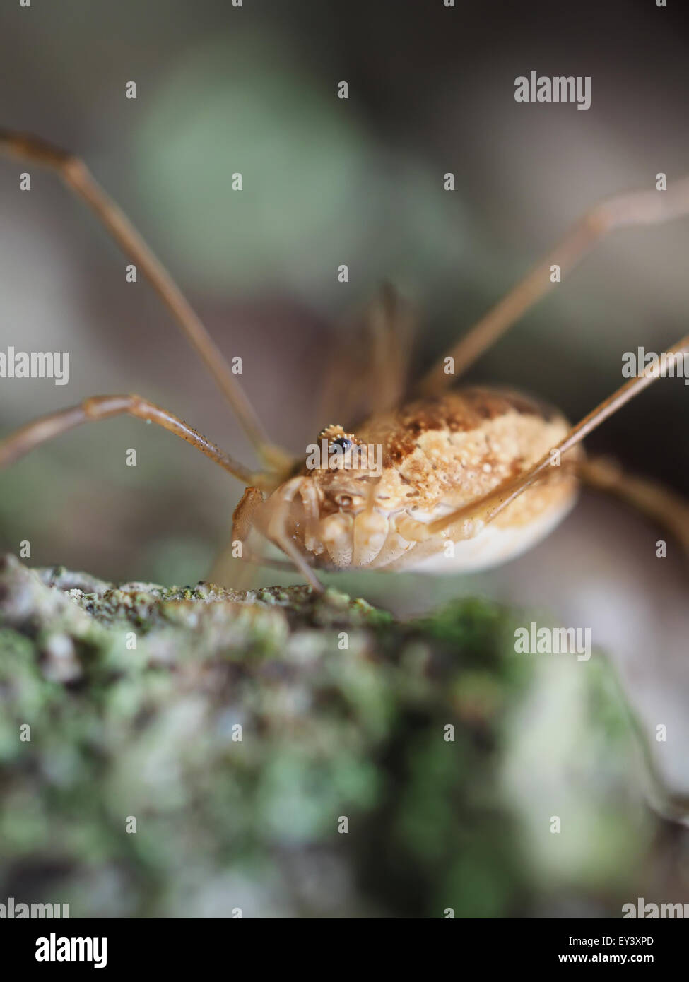 Opiliones spider hi-res stock photography and images - Alamy
