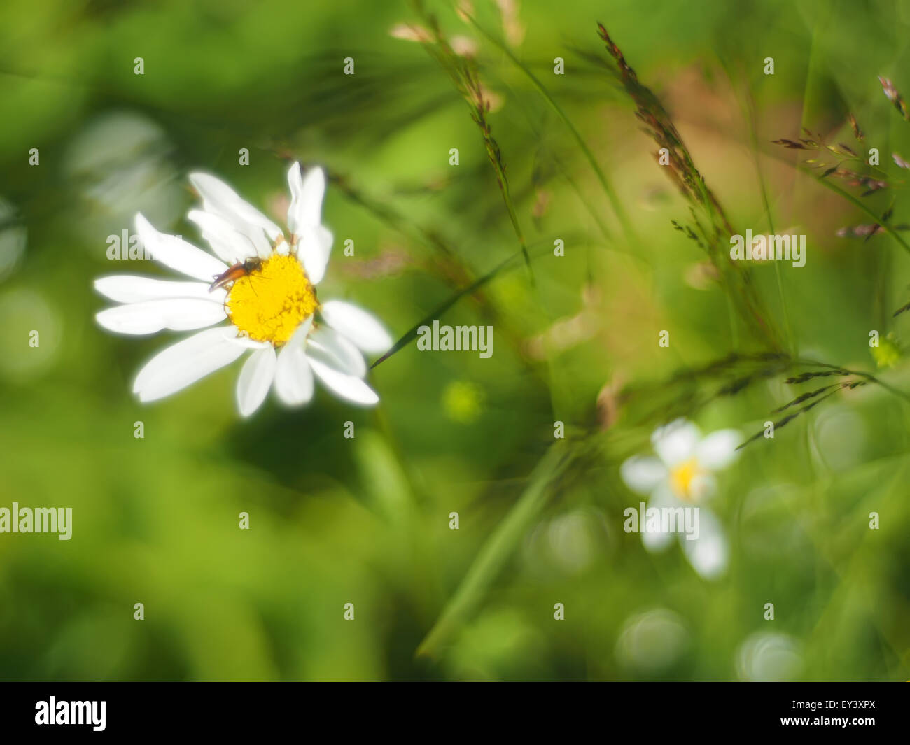 chamomile in the forest Stock Photo - Alamy