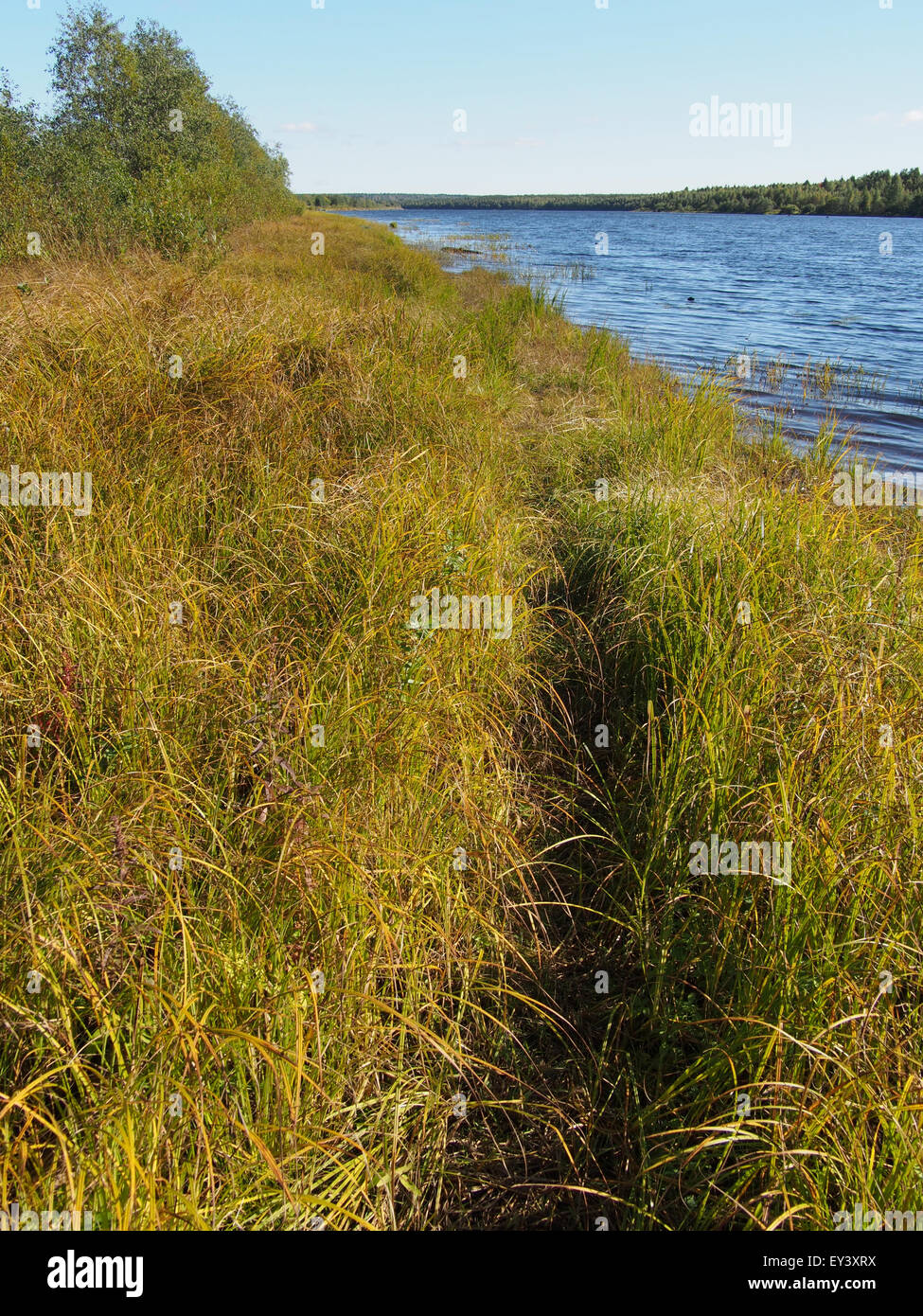 Russian river in summer Stock Photo - Alamy
