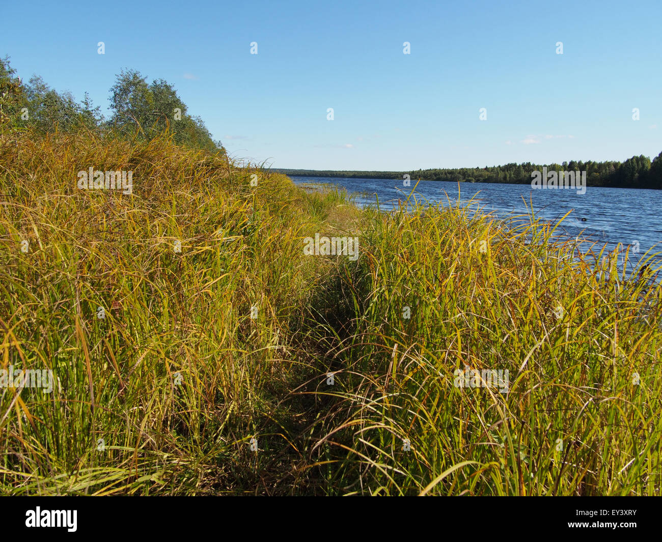 Russian river in summer Stock Photo - Alamy