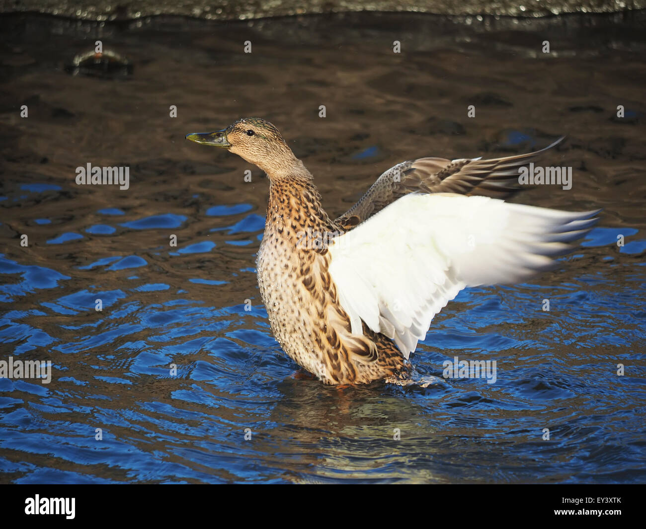 duck flaps its wings Stock Photo - Alamy