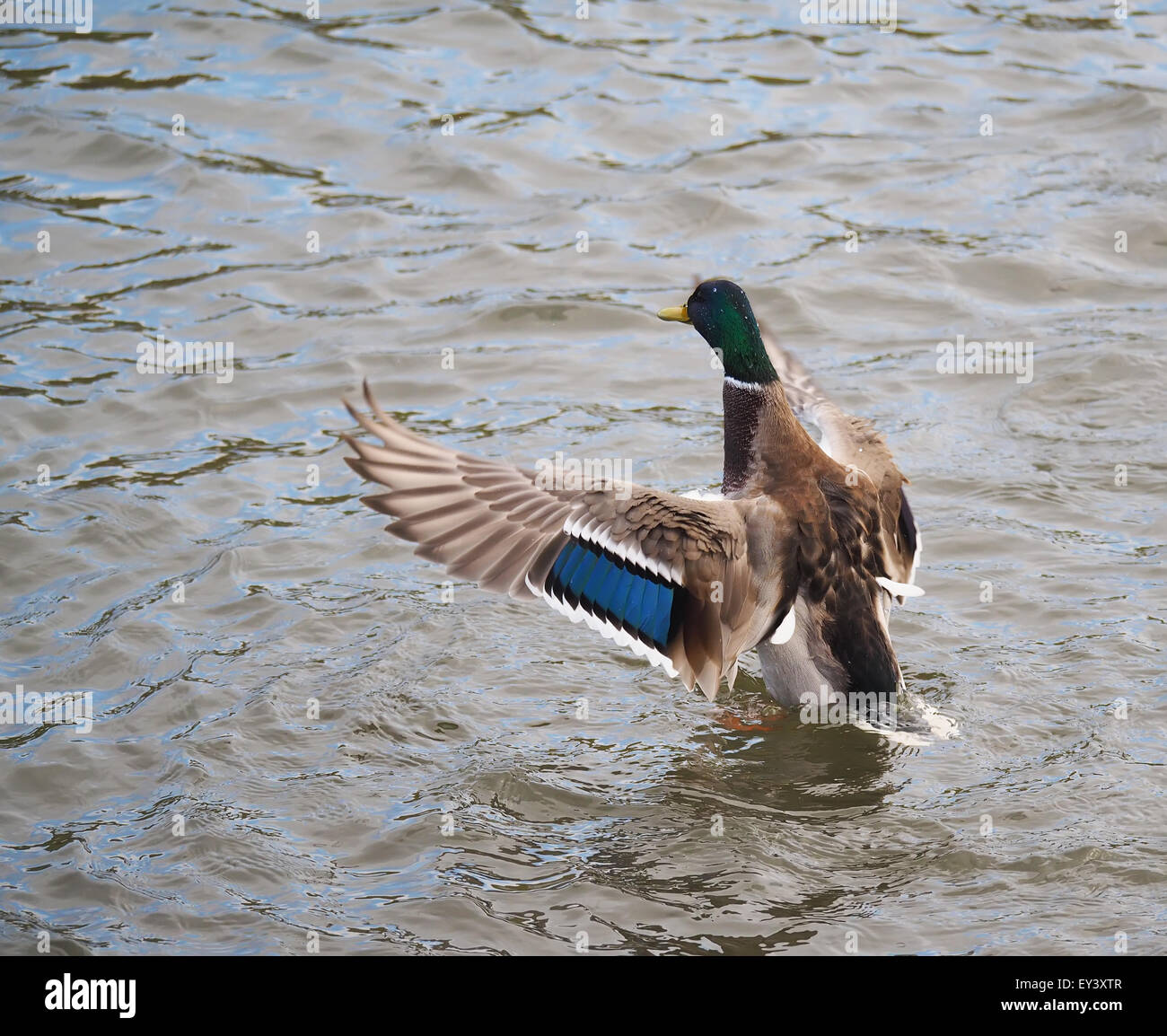 duck flaps its wings Stock Photo - Alamy