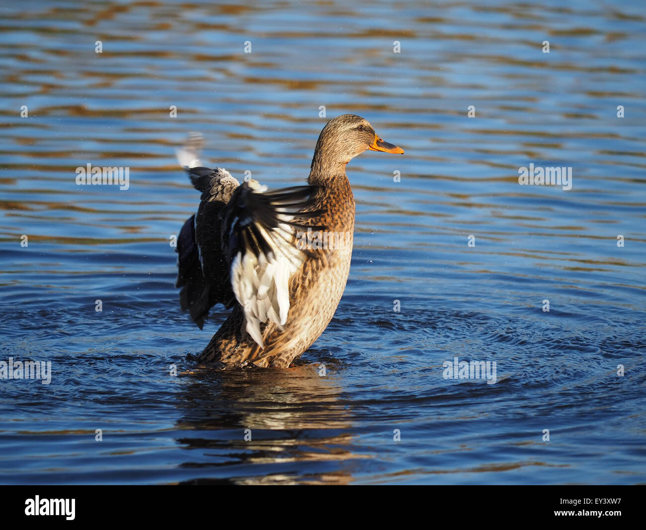 duck flaps its wings Stock Photo - Alamy