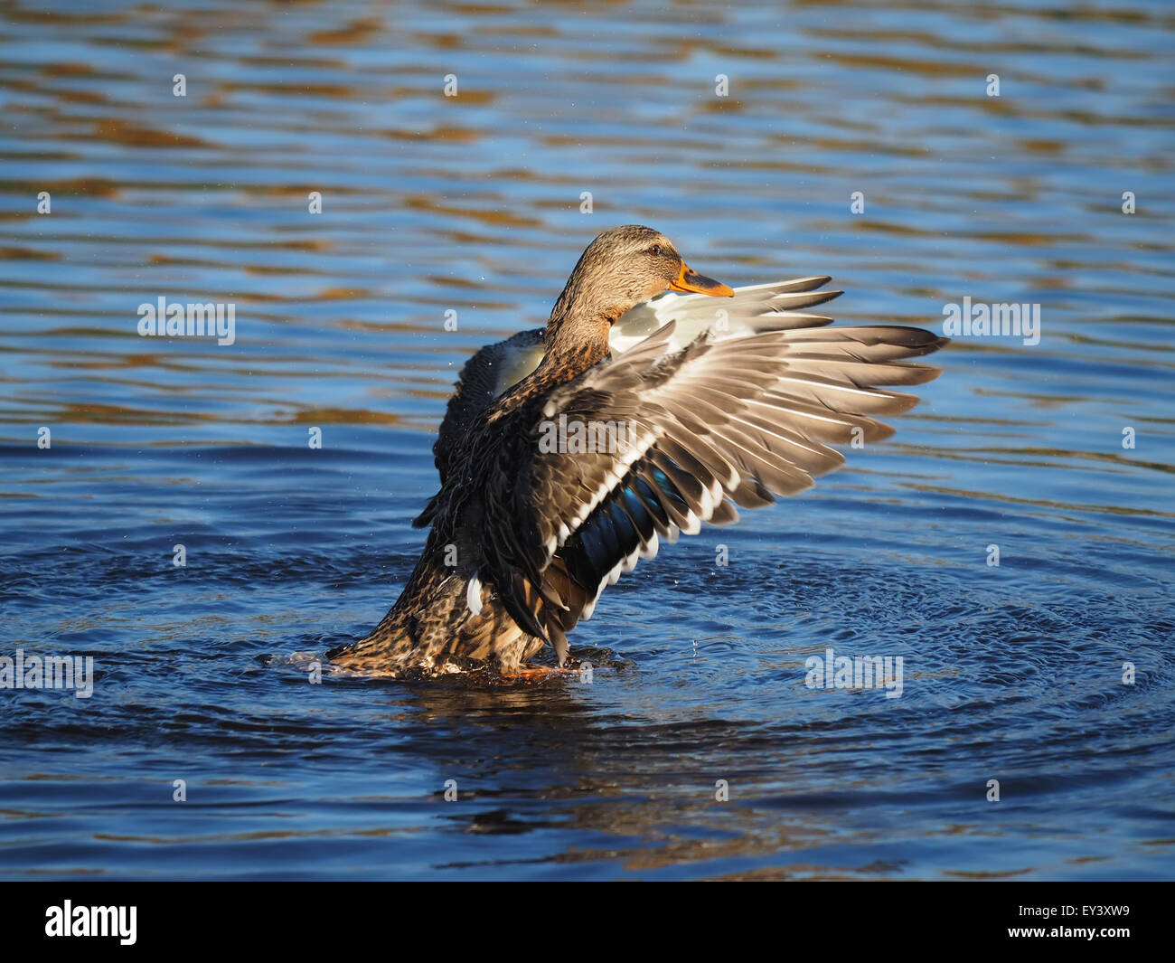 duck flaps its wings Stock Photo - Alamy