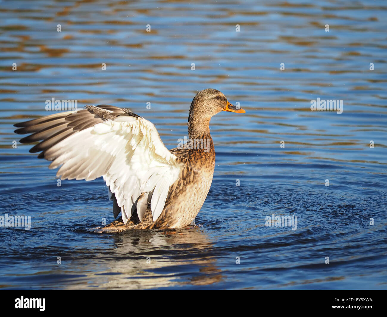 duck flaps its wings Stock Photo - Alamy