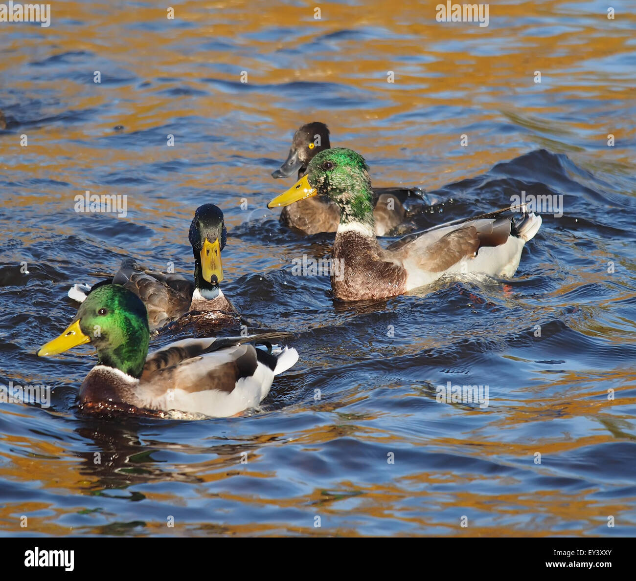 duck on the lake Stock Photo - Alamy