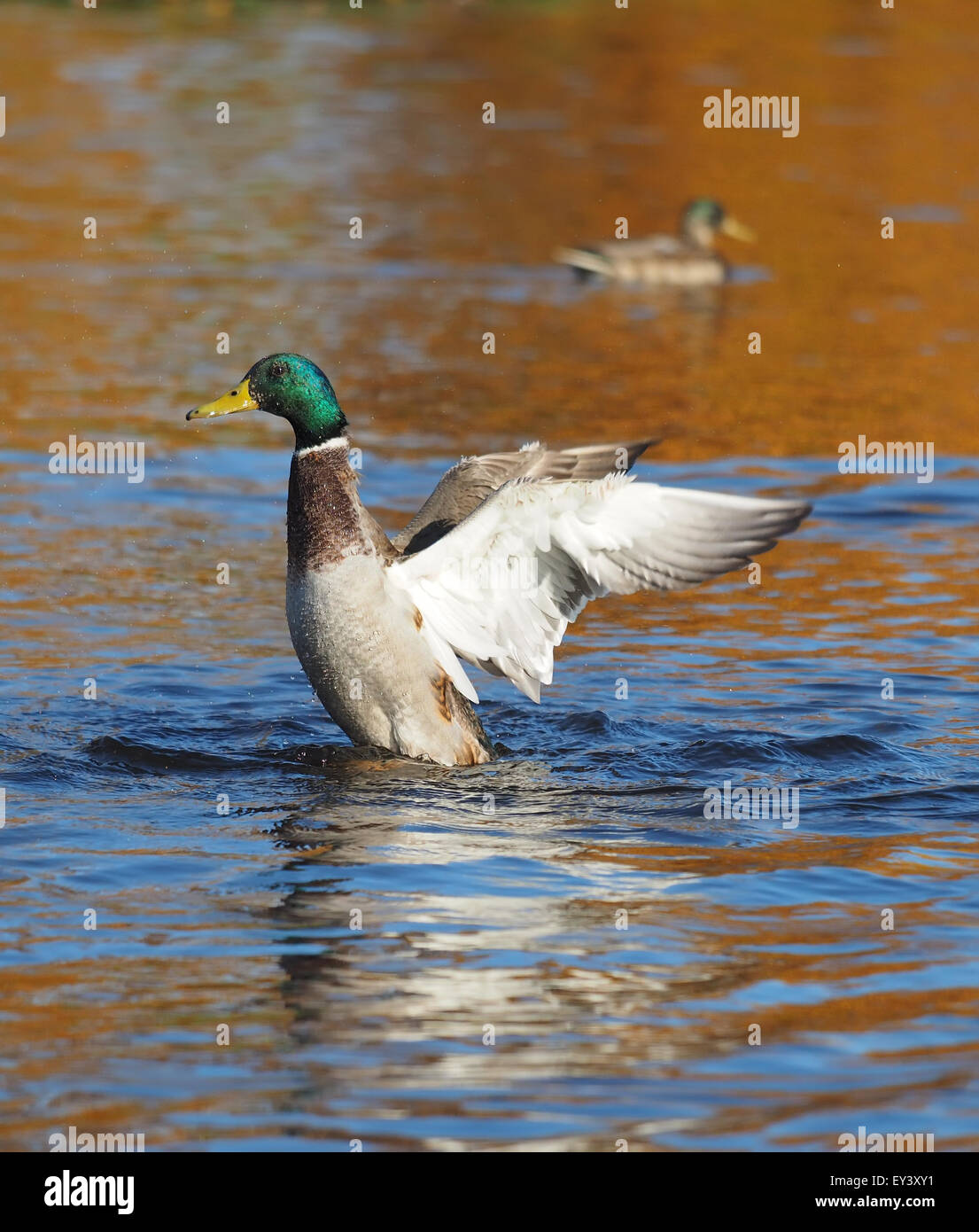 duck flaps its wings Stock Photo - Alamy