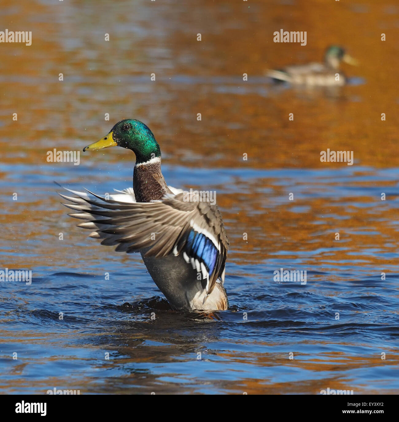 duck flaps its wings Stock Photo - Alamy