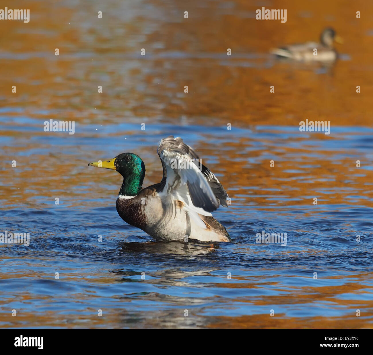 duck flaps its wings Stock Photo - Alamy