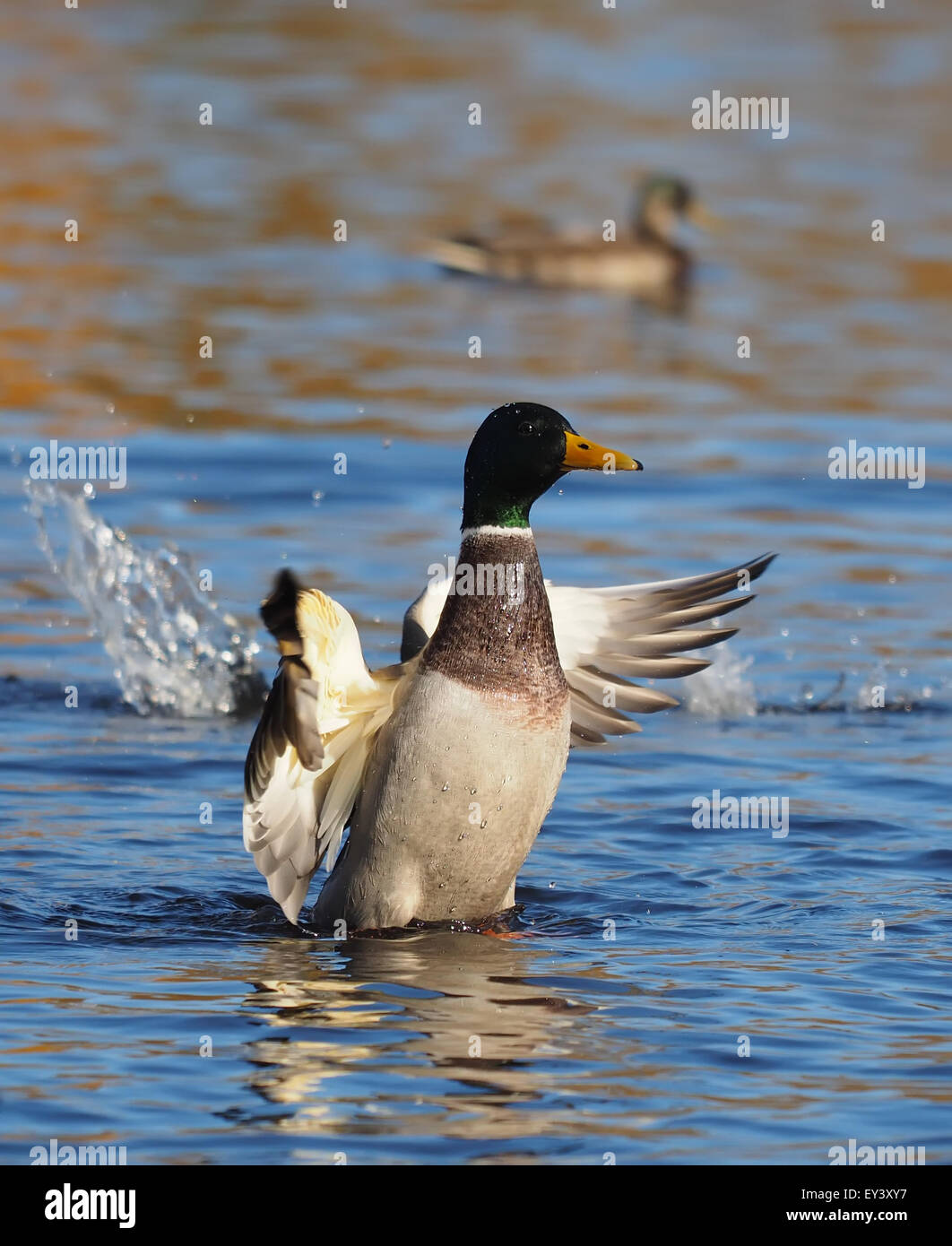 duck flaps its wings Stock Photo - Alamy