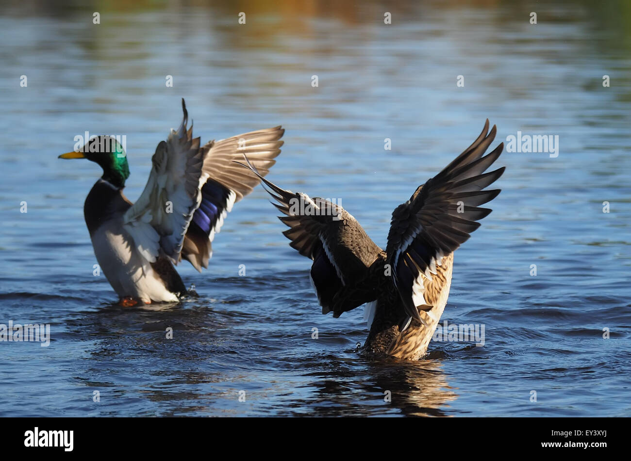 duck flaps its wings Stock Photo - Alamy