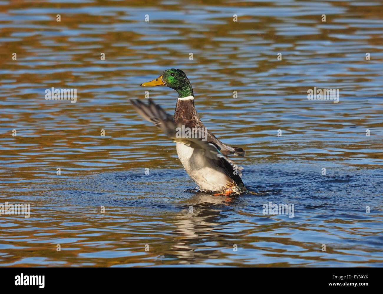 duck flaps its wings Stock Photo - Alamy