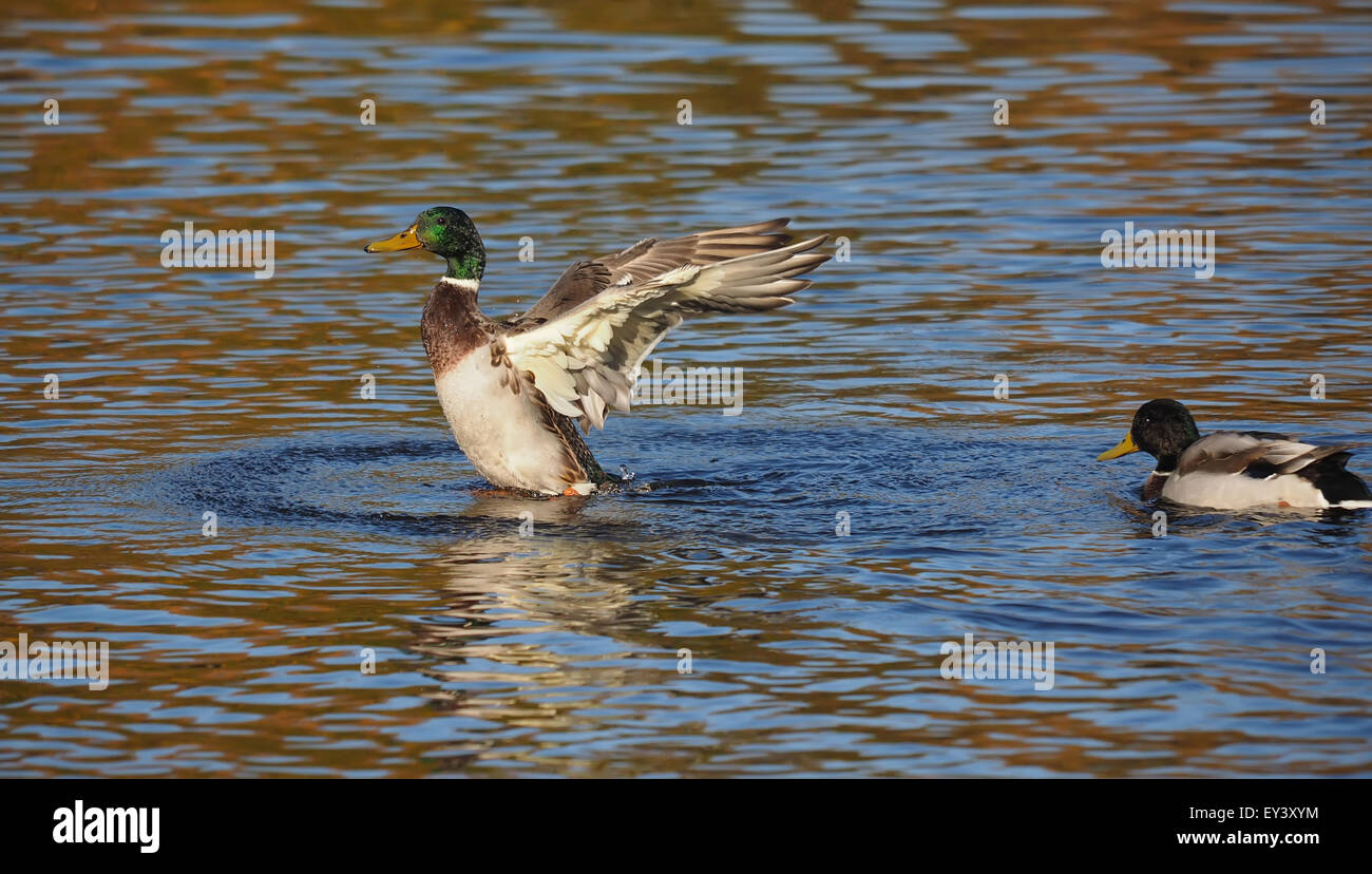 duck flaps its wings Stock Photo - Alamy